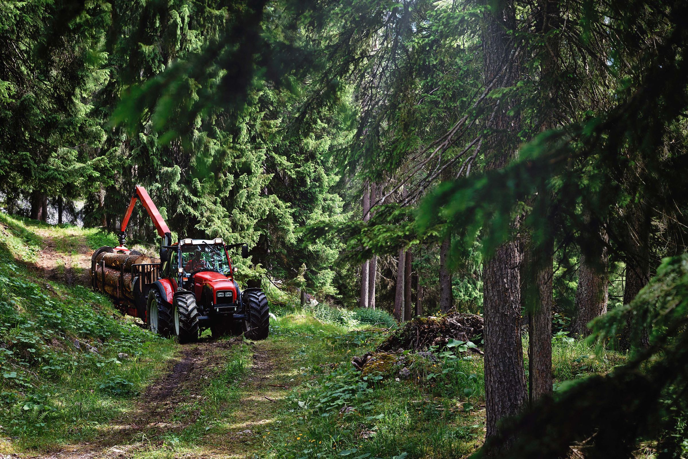 Woche des Waldes 2026: Wald und Wirtschaft - Bundesministerium für Land ...