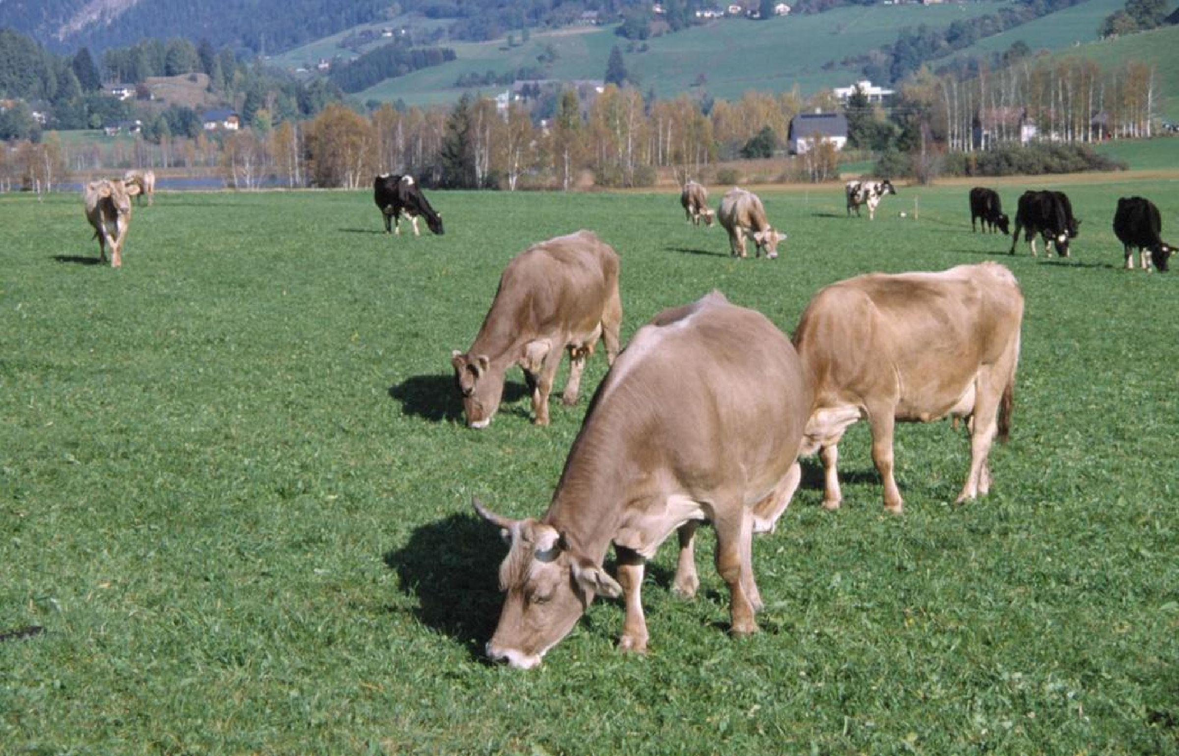 Cattle farming in Austria