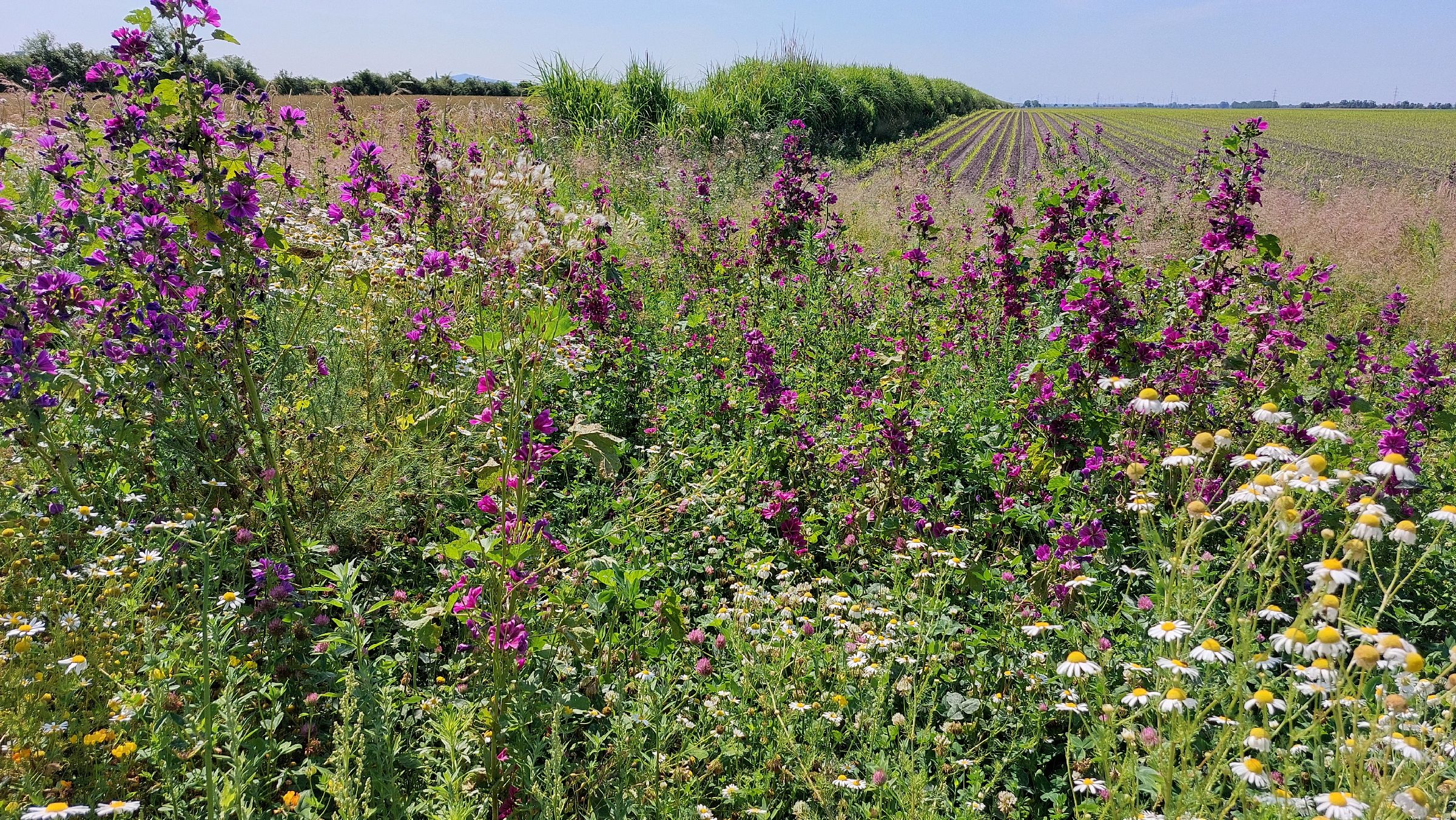 An agricultural policy fit for the future: Three priorities in the ...