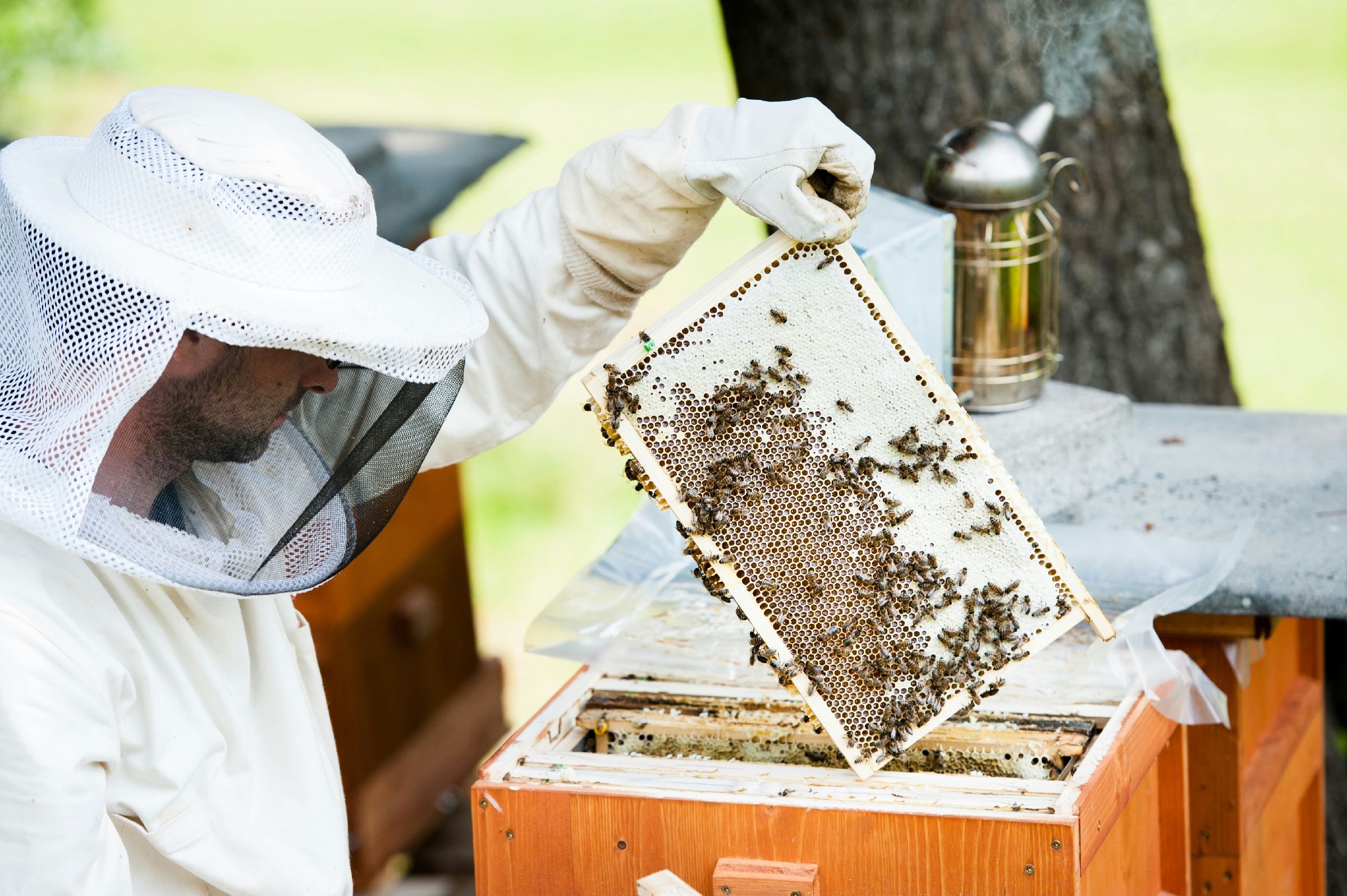 Special guideline for beekeeping support 2023-2027