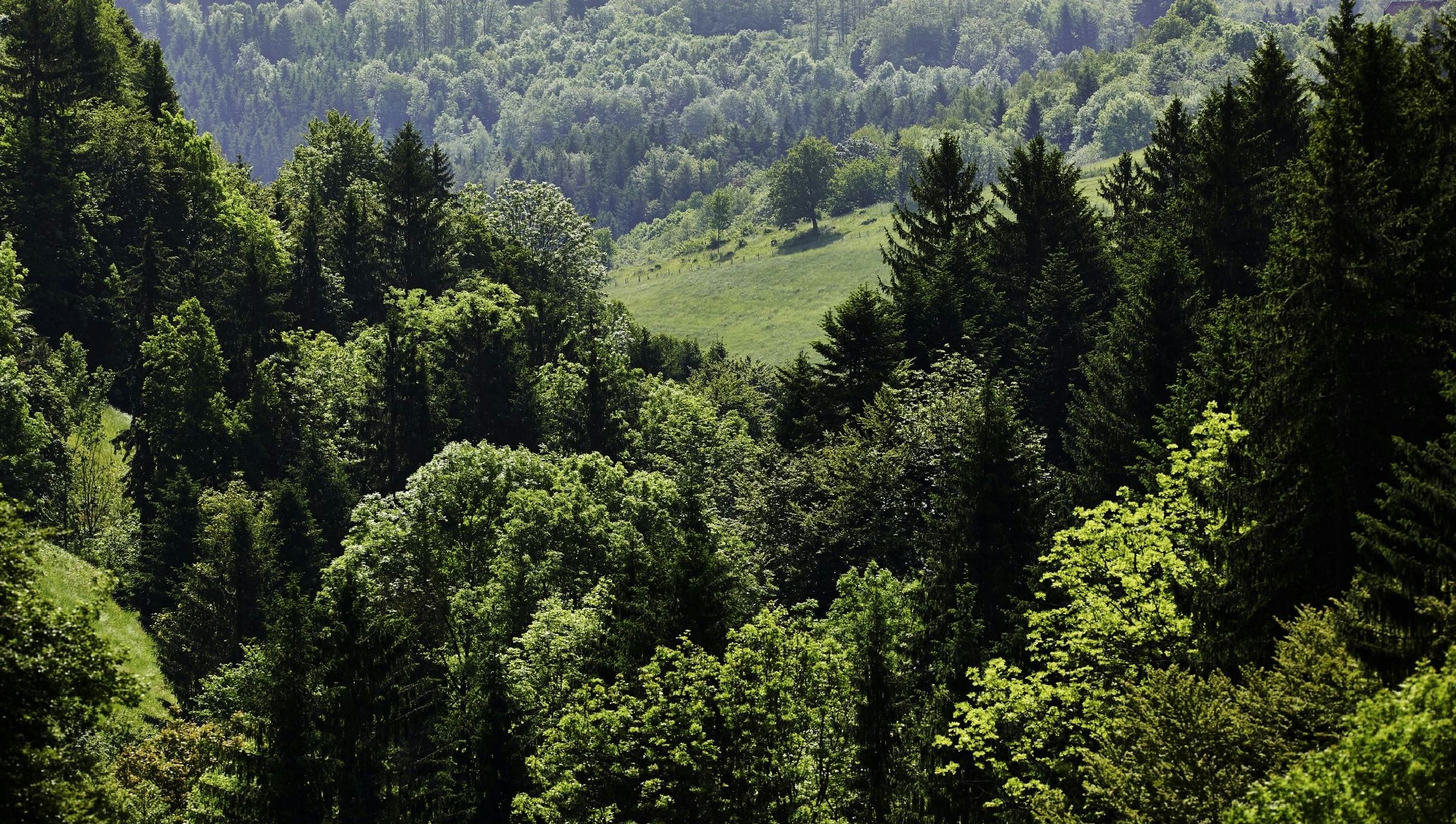 The role of forests in climate change - Federal Ministry of Agriculture ...