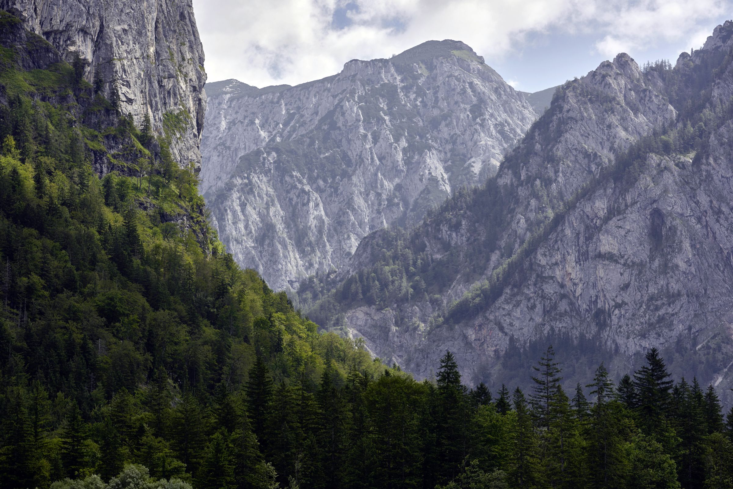 10 measures for Austria’s forests