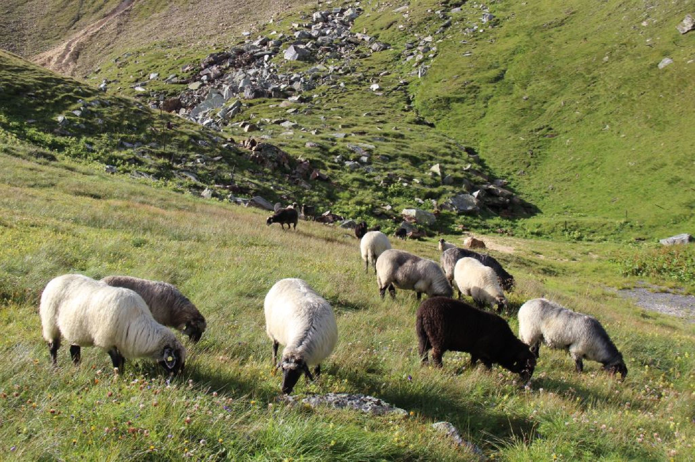Alpines Steinschaf