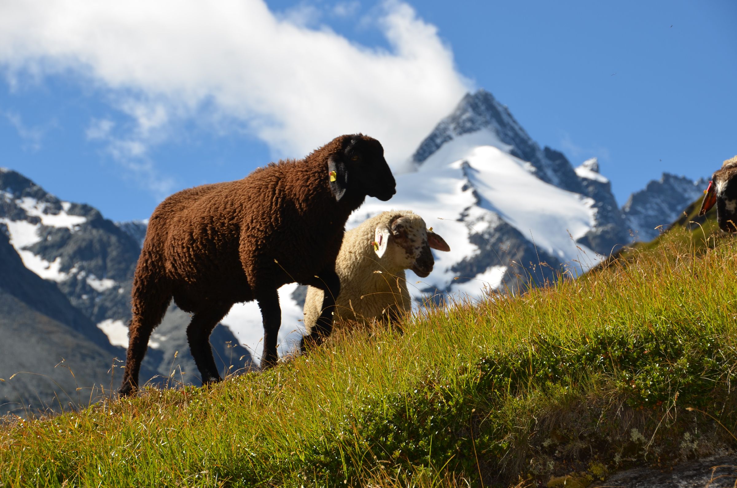Mölltal-Glockner Lamm