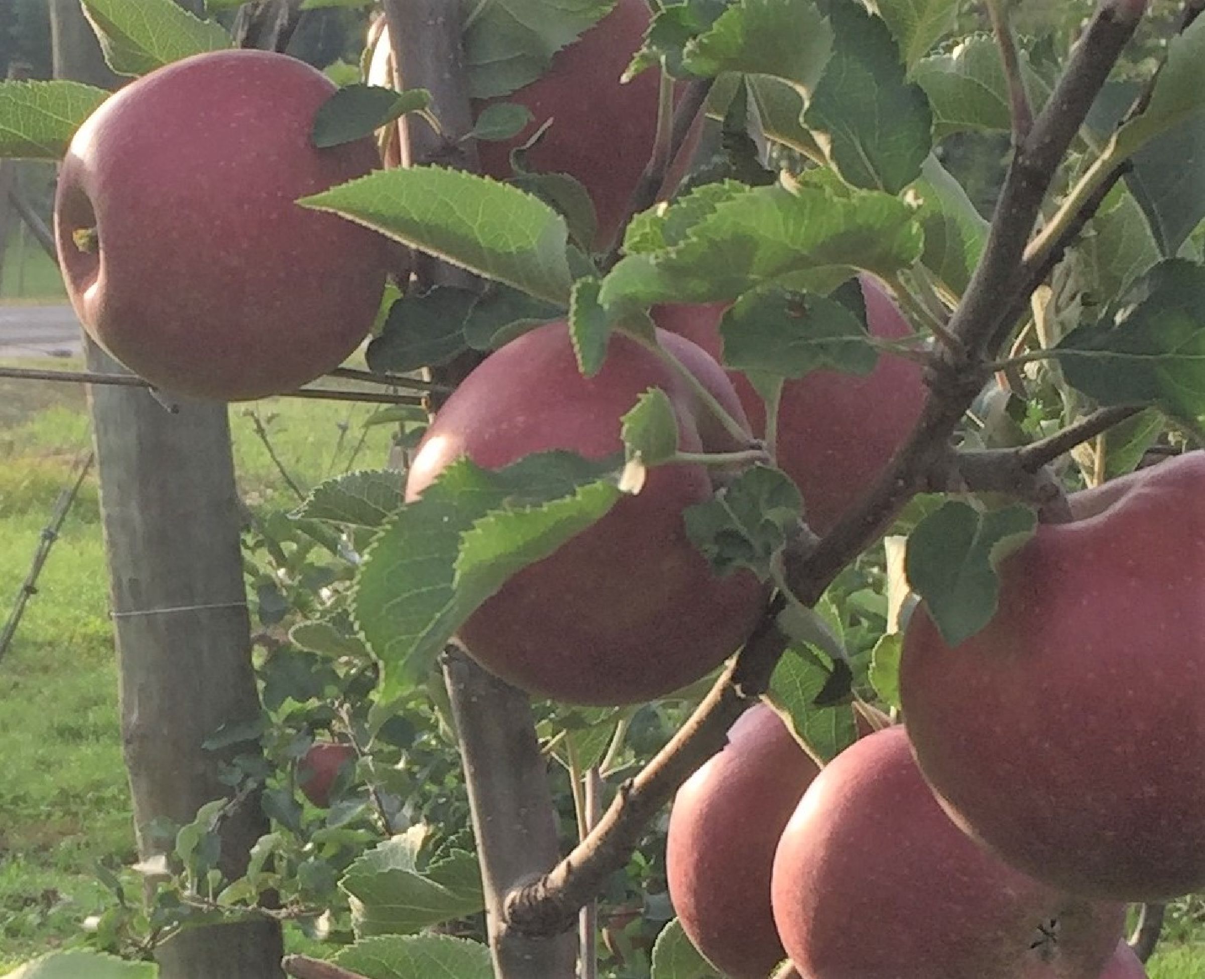Oststeirischer Apfel