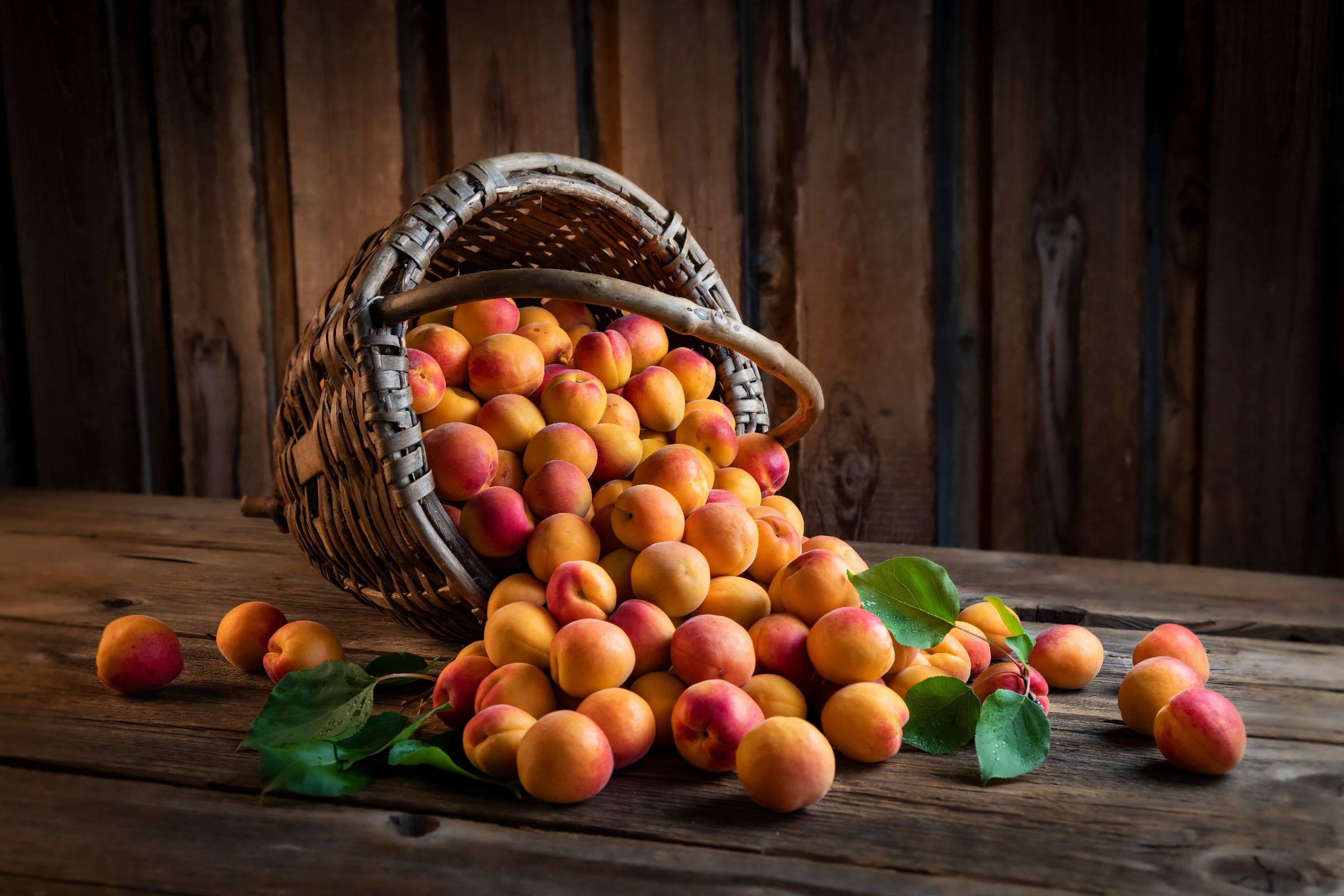 Wachauer Marille g.U.