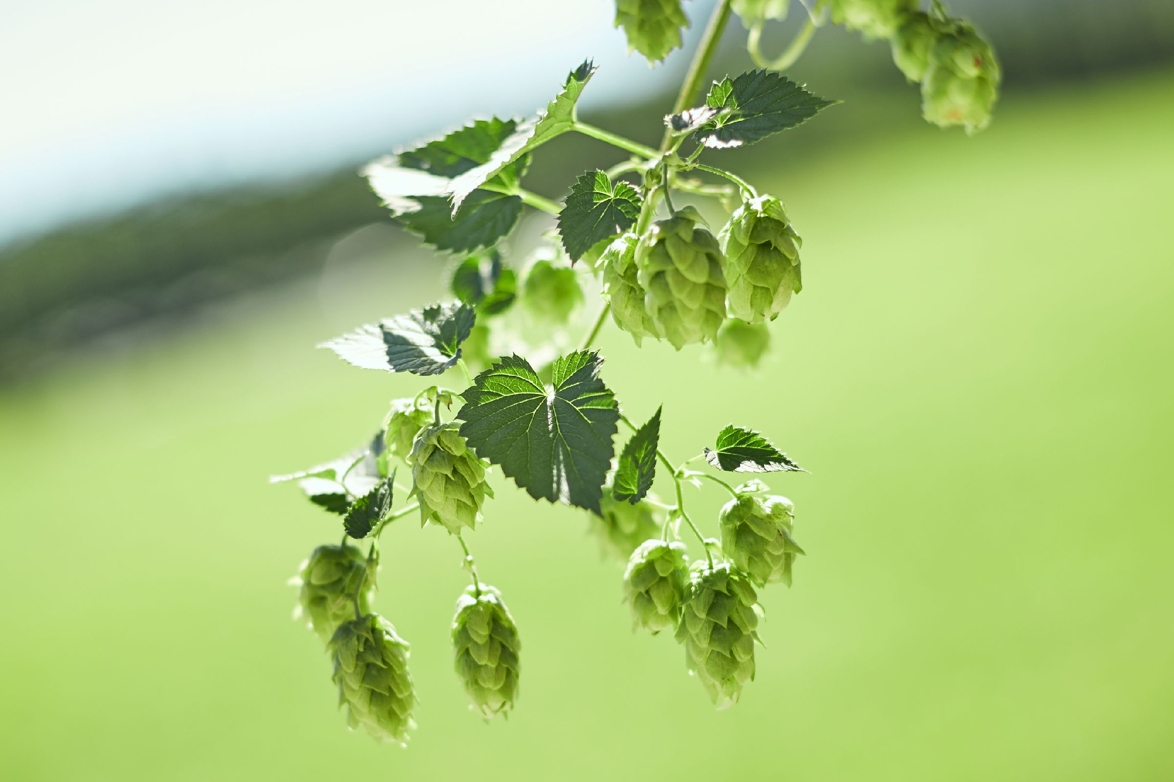 Mühlviertler Hopfen