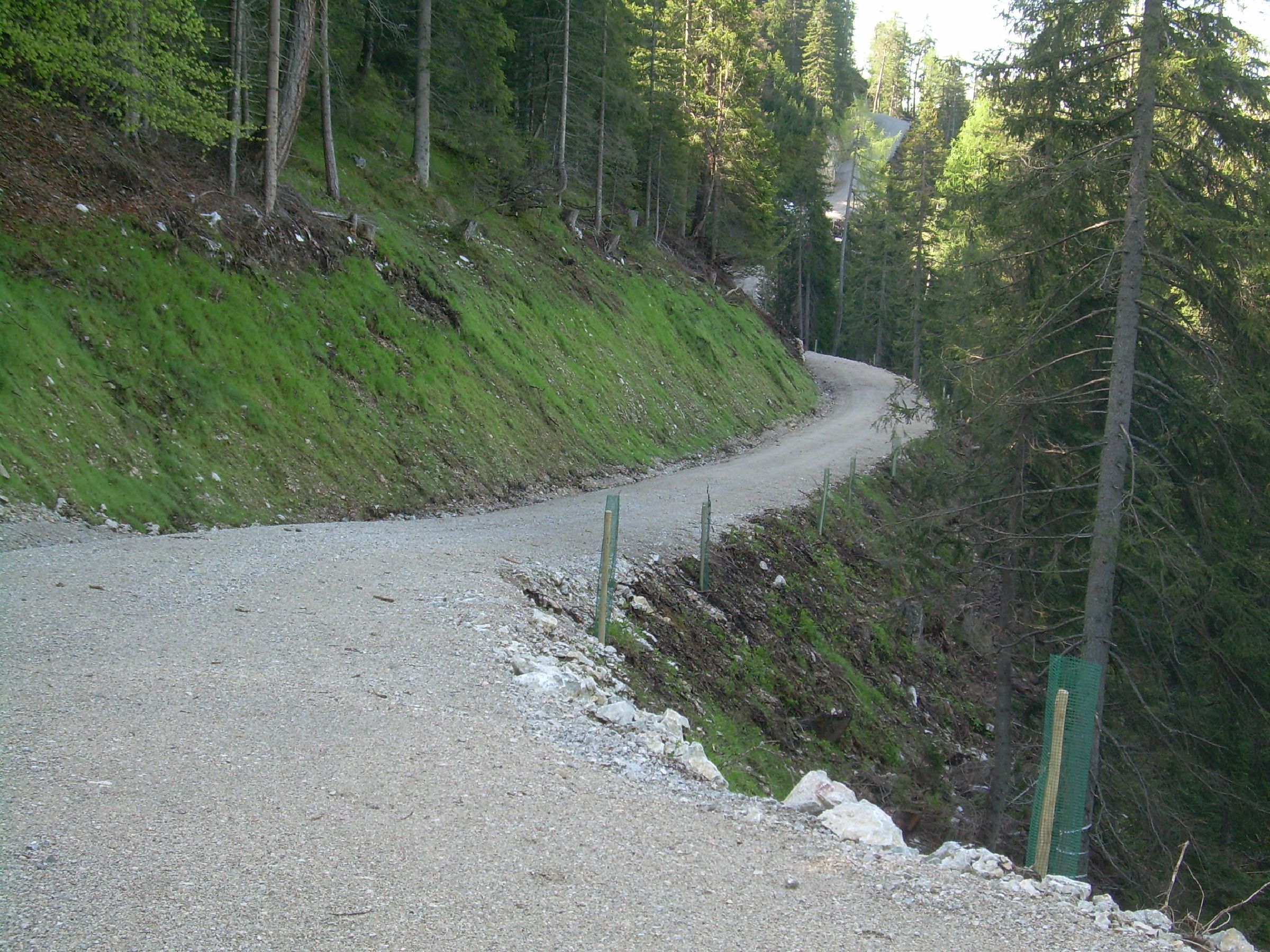 Forststraßen - Lebensadern des Waldes