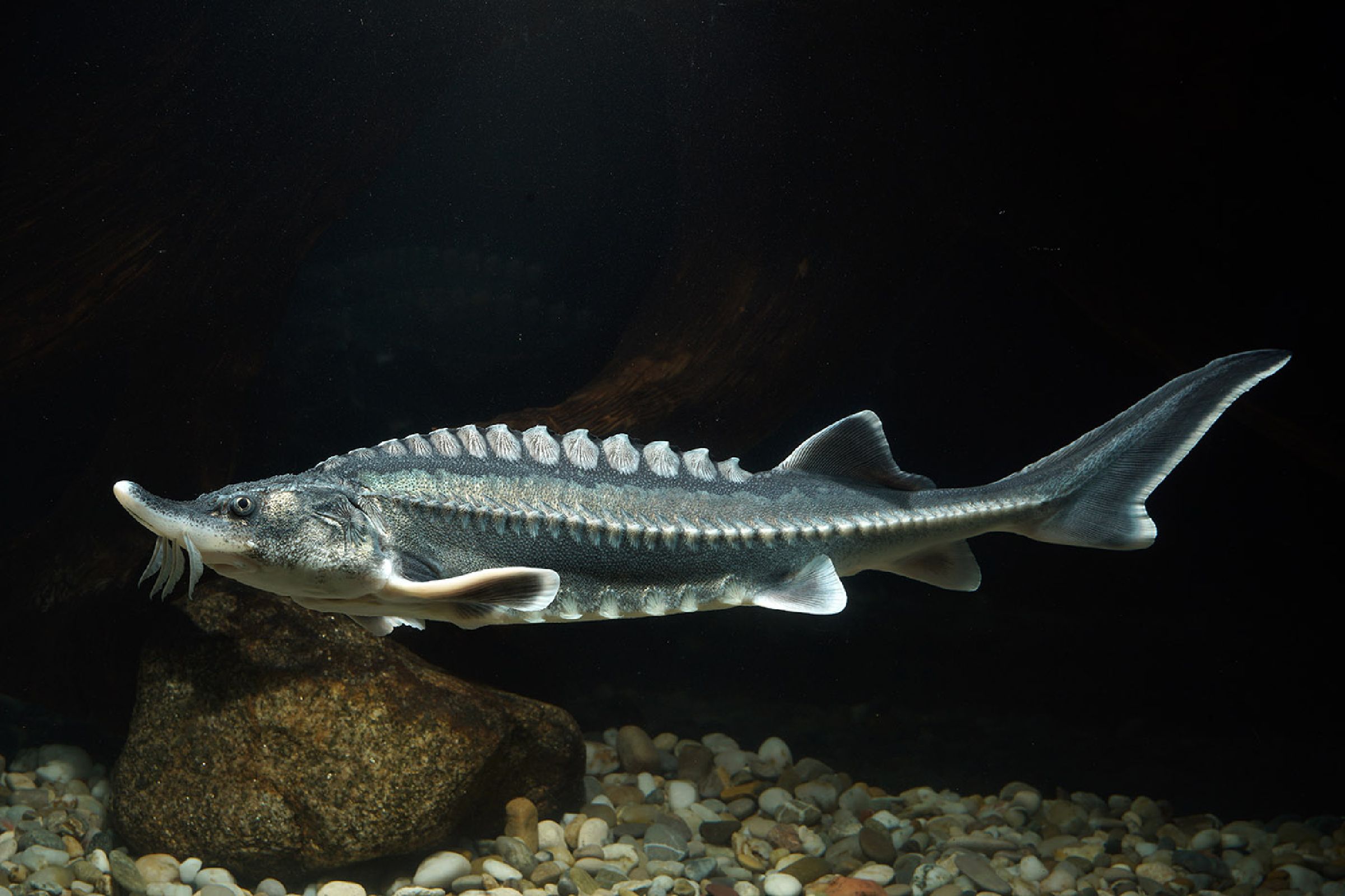 Der Hausen ist Fisch des Jahres 2025