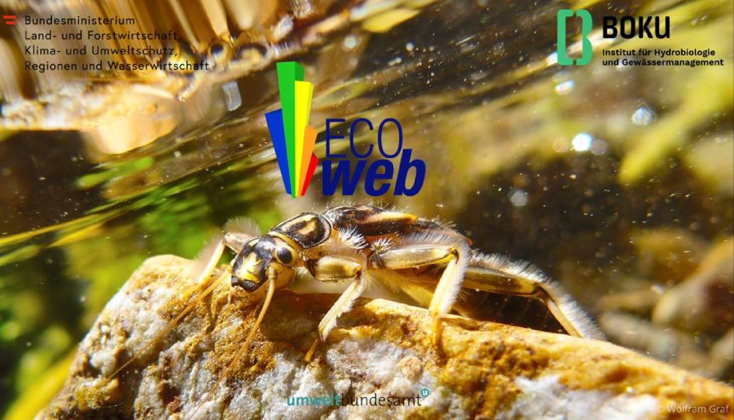 ECOweb: Web-Tool zur Bewertung und Verwaltung von Benthosdaten nach Wasserrahmenrichtlinie